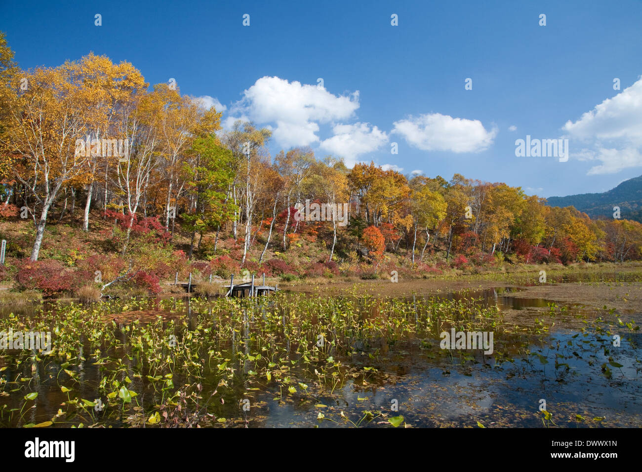 Shiga Plateau in autumn, Nagano, Japan Stock Photo - Alamy