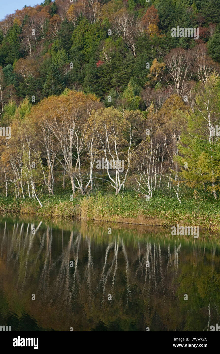 Trees by the pond hi-res stock photography and images - Alamy