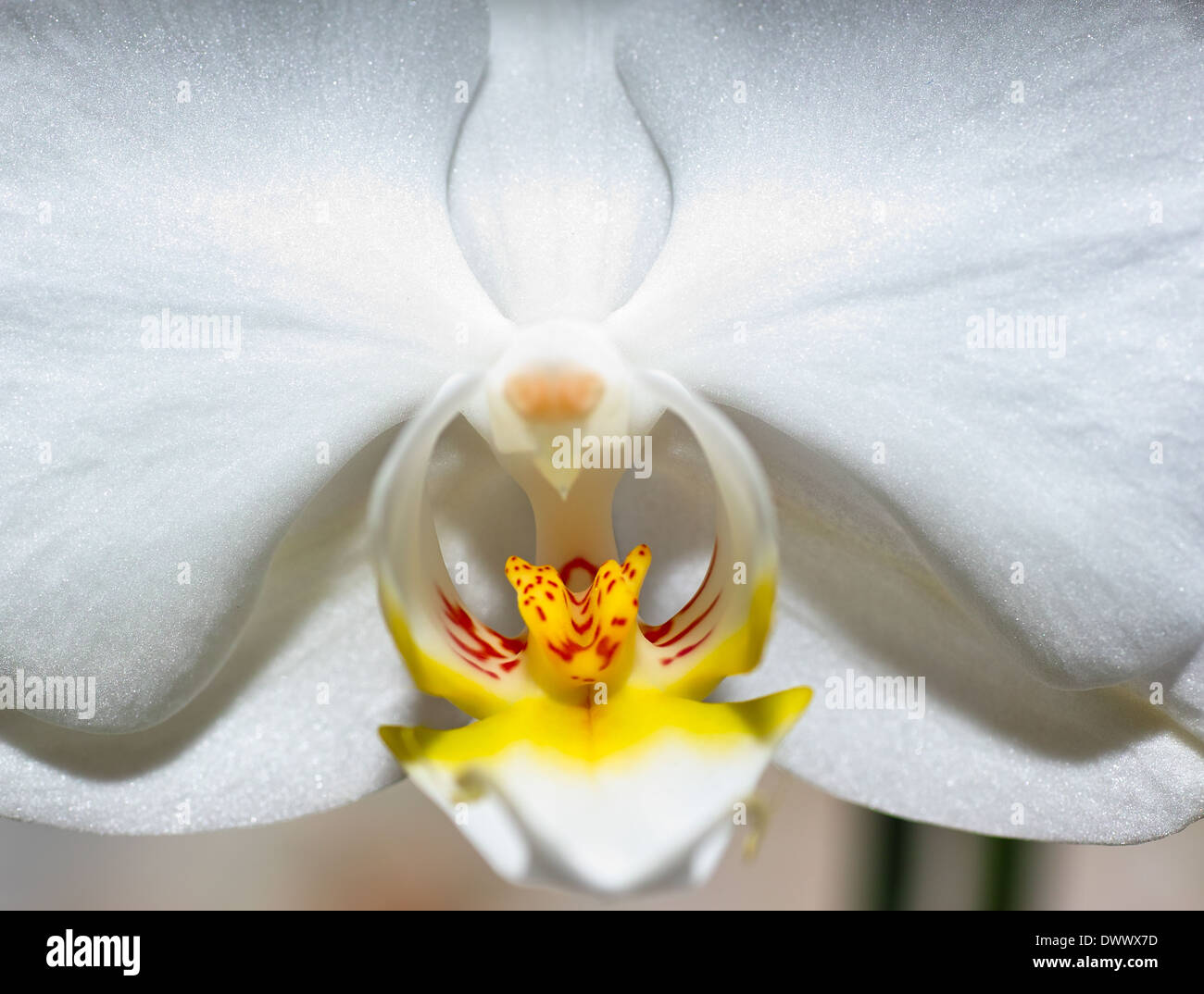 Orchid family, is the largest family of the flowering plants ...
