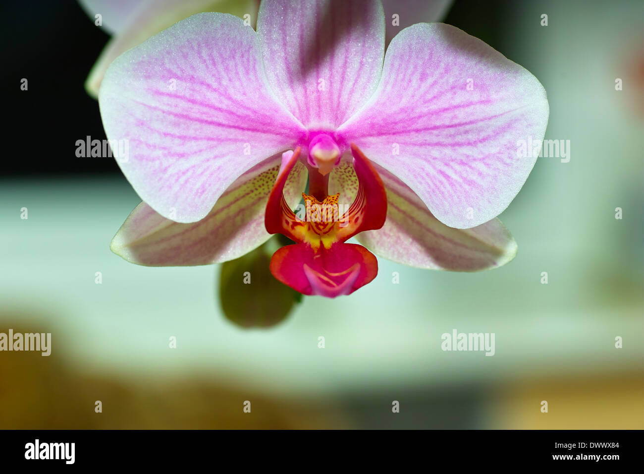 Orchid family, is the largest family of the flowering plants ...