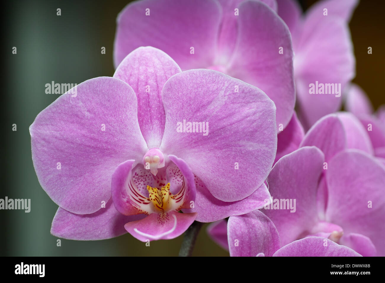 Orchid family, is the largest family of the flowering plants ...