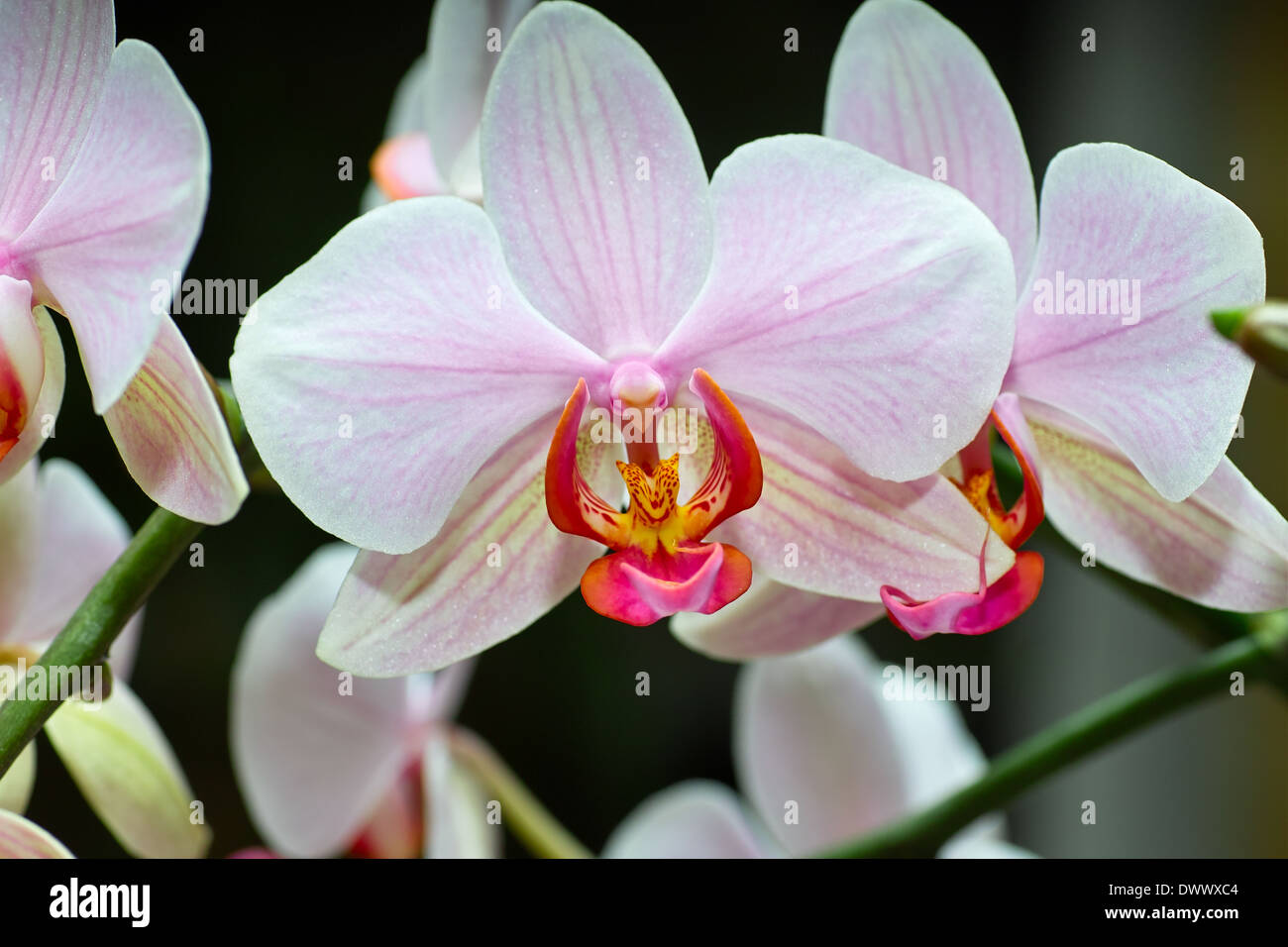 Orchid family, is the largest family of the flowering plants ...