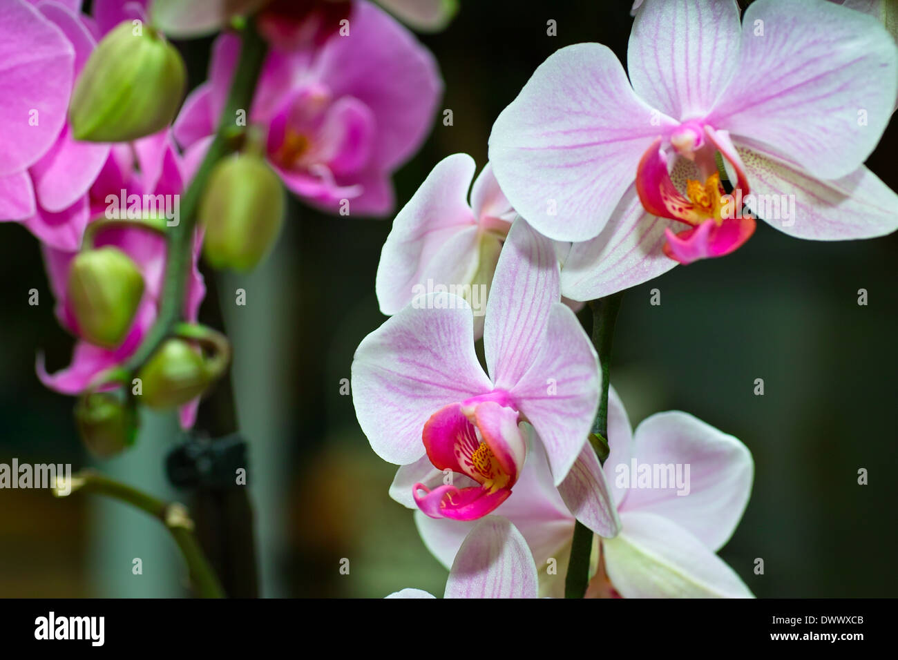 Orchid family, is the largest family of the flowering plants ...
