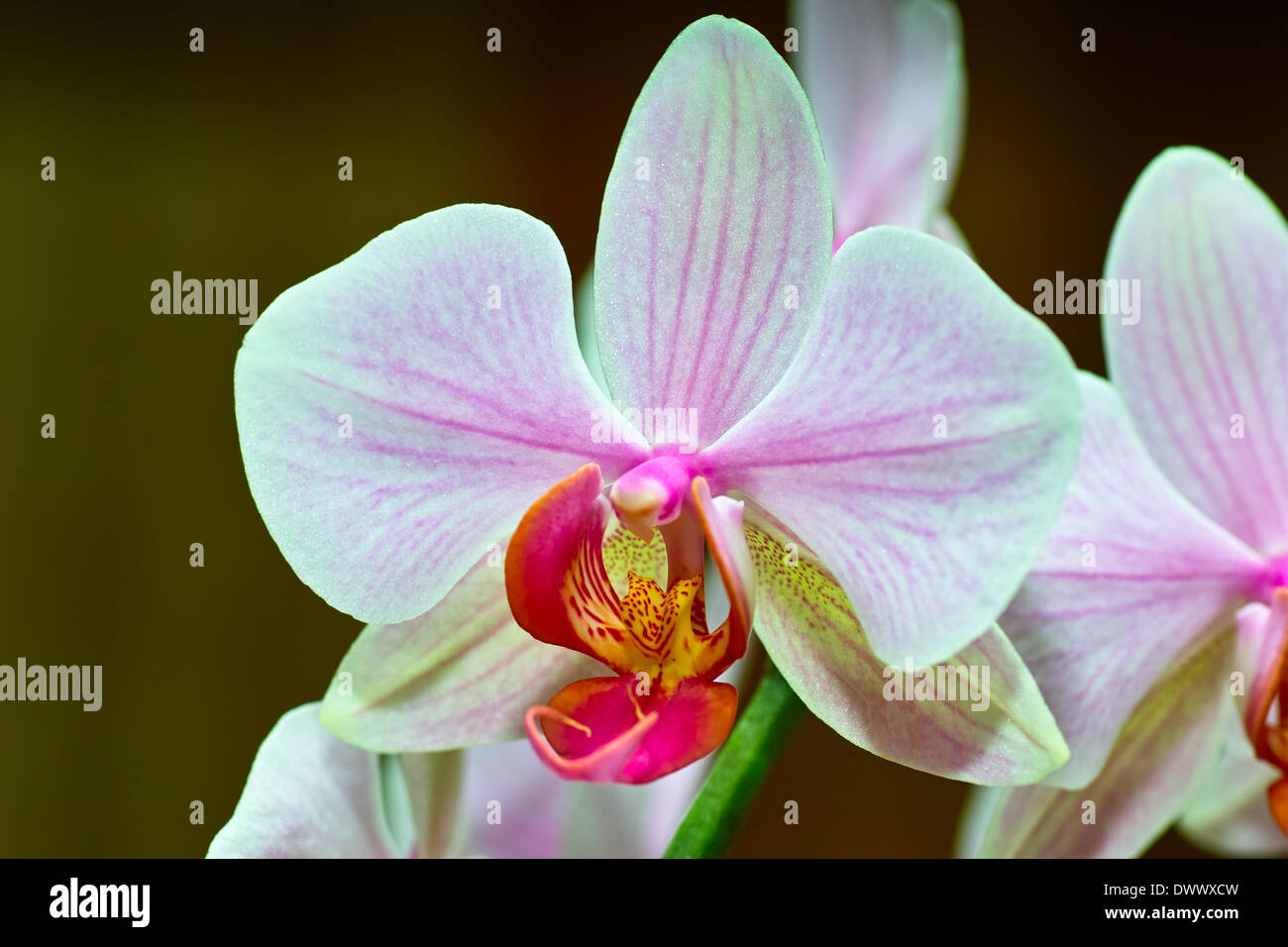 Orchid family, is the largest family of the flowering plants ...