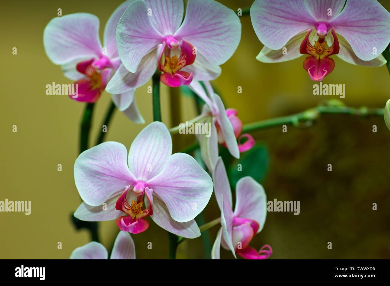 Orchid family, is the largest family of the flowering plants ...