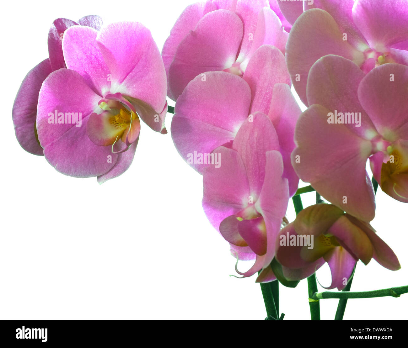 Orchid family, is the largest family of the flowering plants ...