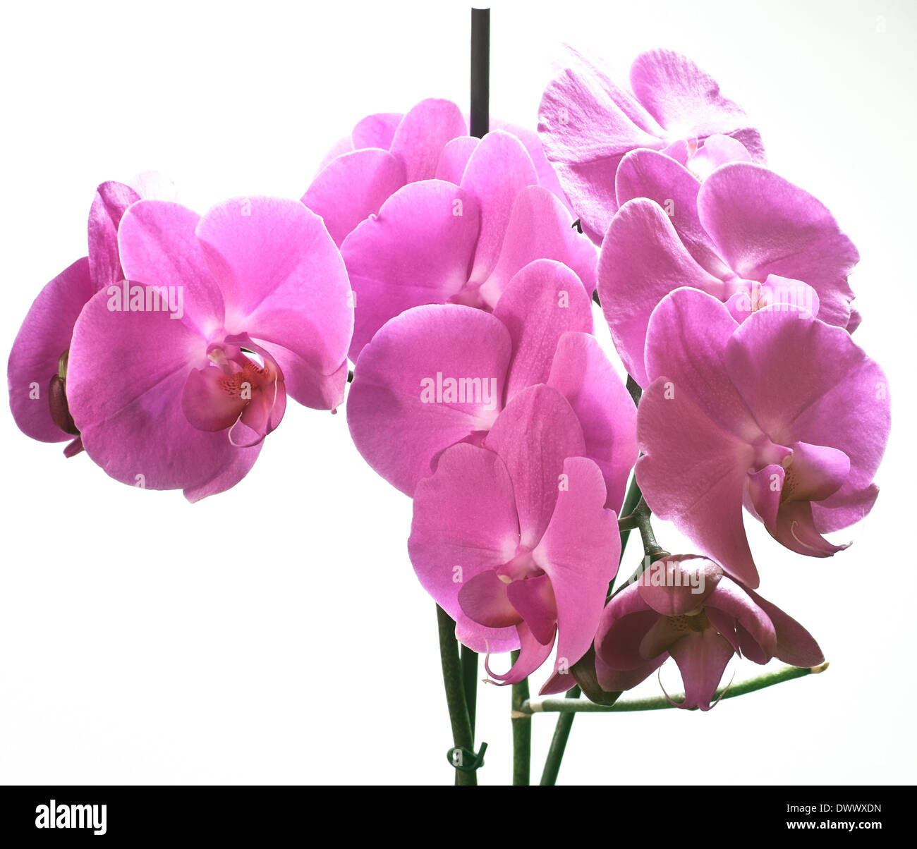 Orchid family, is the largest family of the flowering plants ...