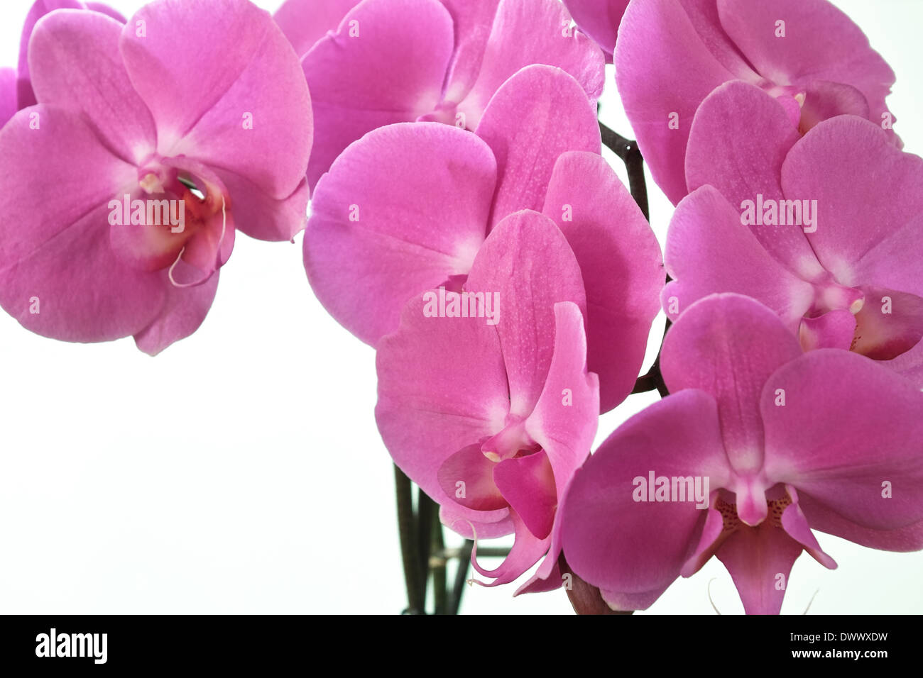 Orchid family, is the largest family of the flowering plants ...