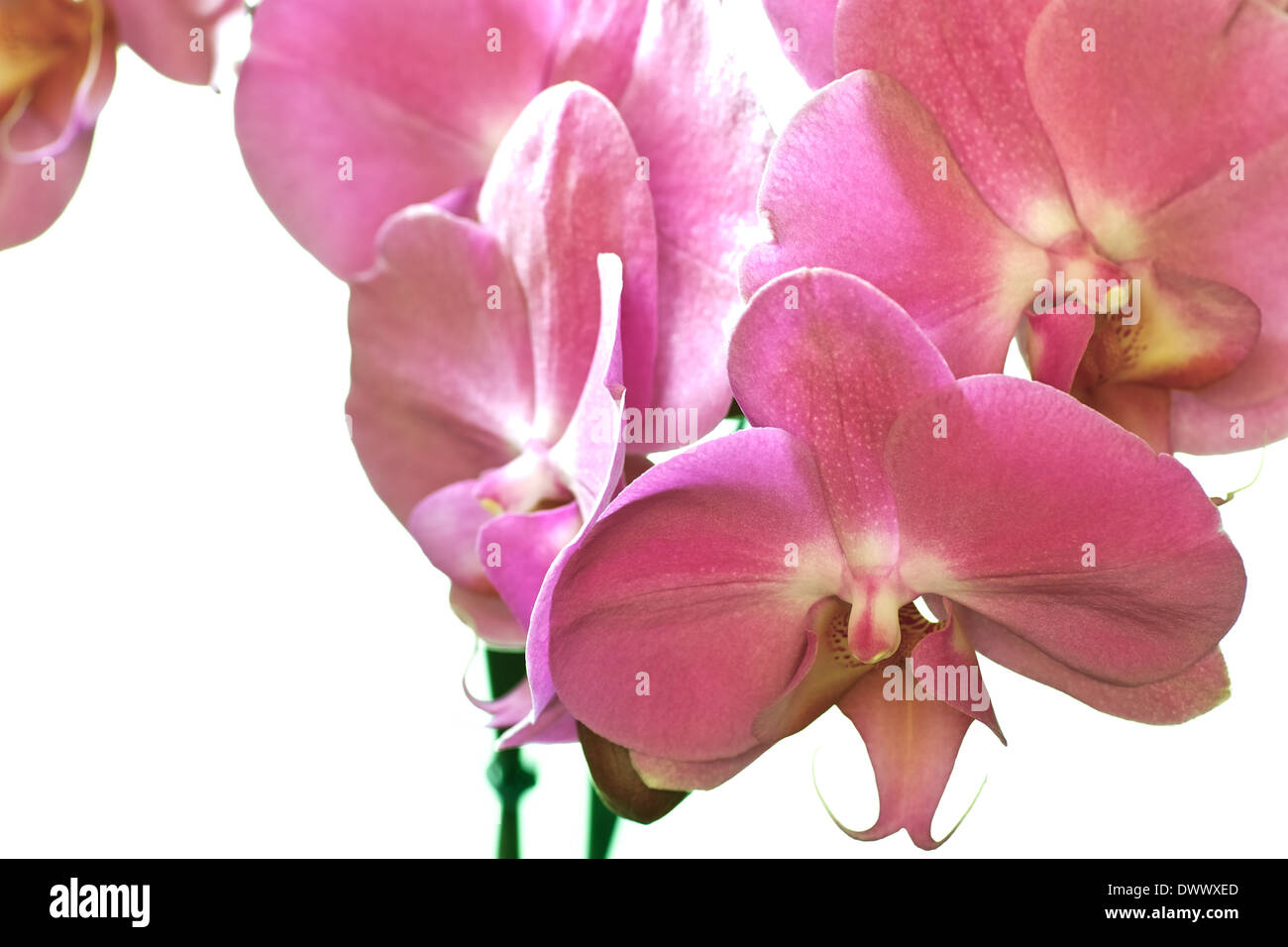 Orchid family, is the largest family of the flowering plants ...