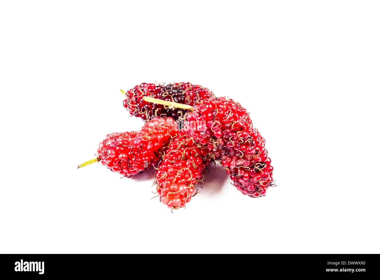 Mulberry isolated on white background Stock Photo - Alamy
