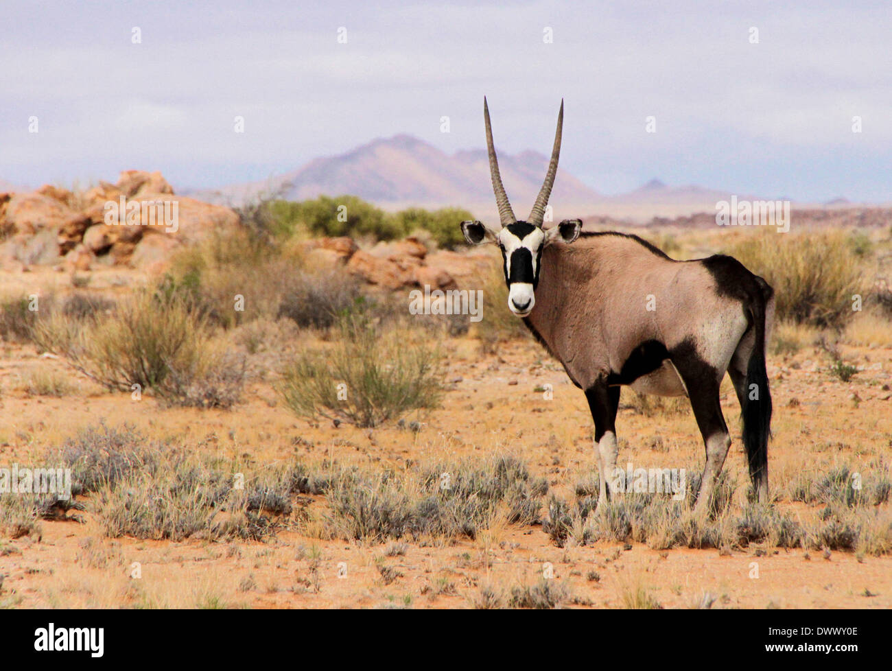 Onyx Animal High Resolution Stock Photography and Images - Alamy