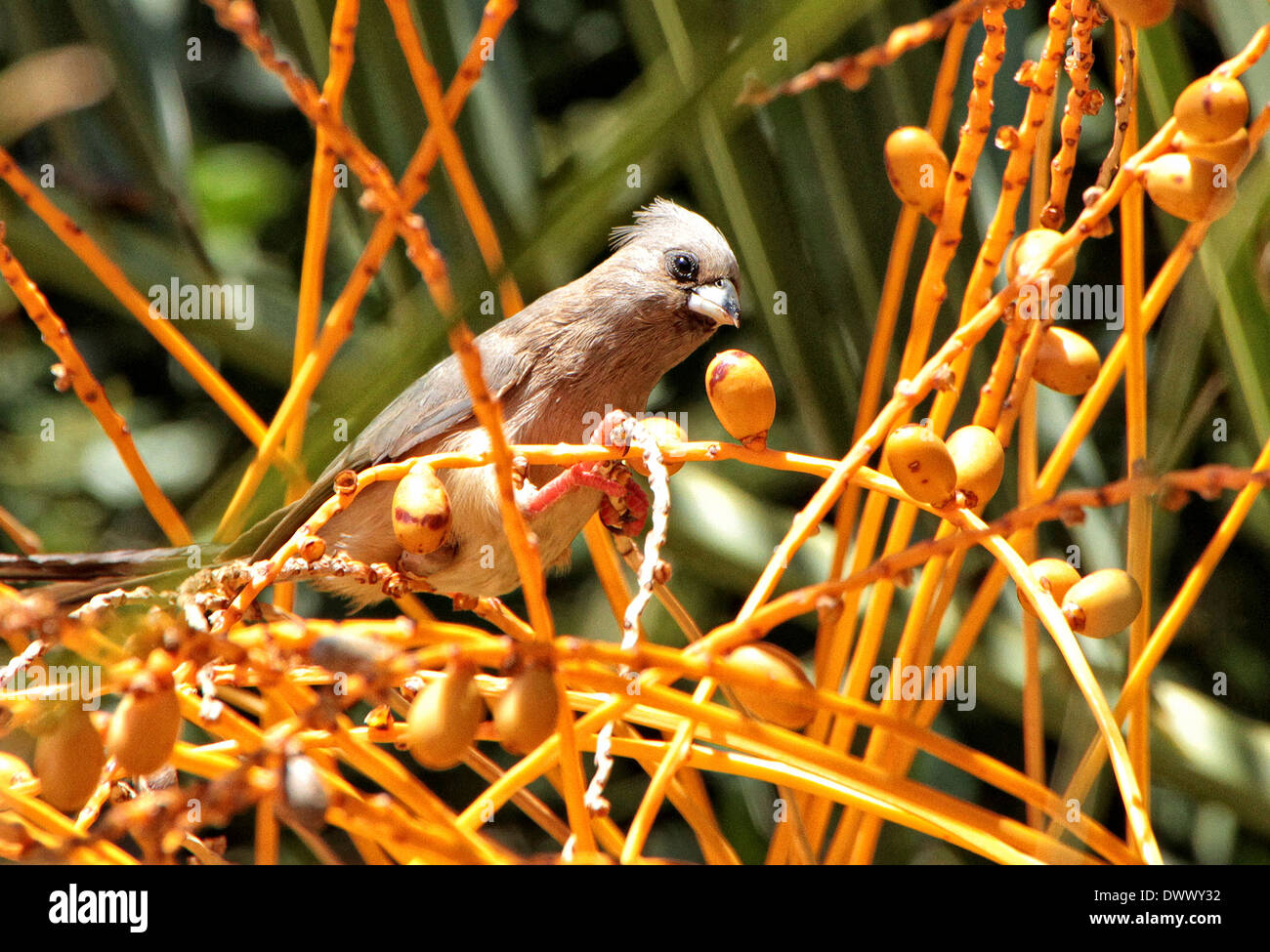 Grey mouse with white feet hi-res stock photography and images - Alamy