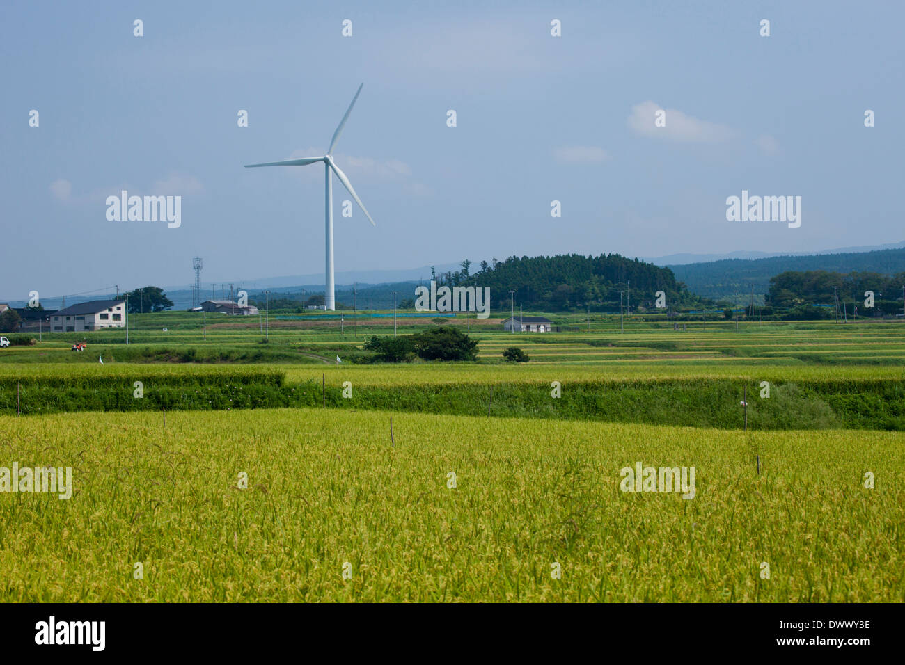 Windmill in rice field, Akita, Japan Stock Photo - Alamy