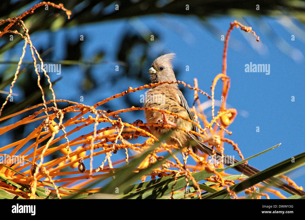Grey mouse with white feet hi-res stock photography and images - Alamy