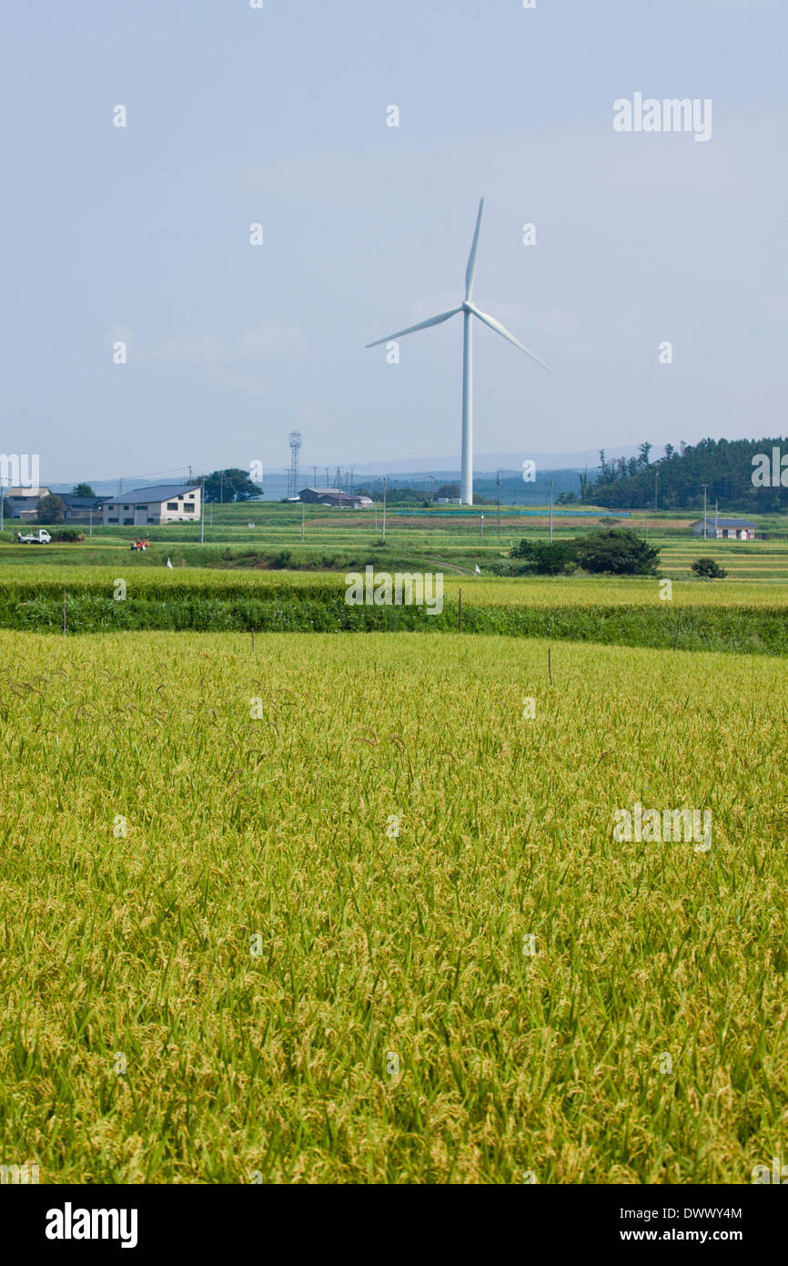 Windmill in rice field, Akita, Japan Stock Photo - Alamy