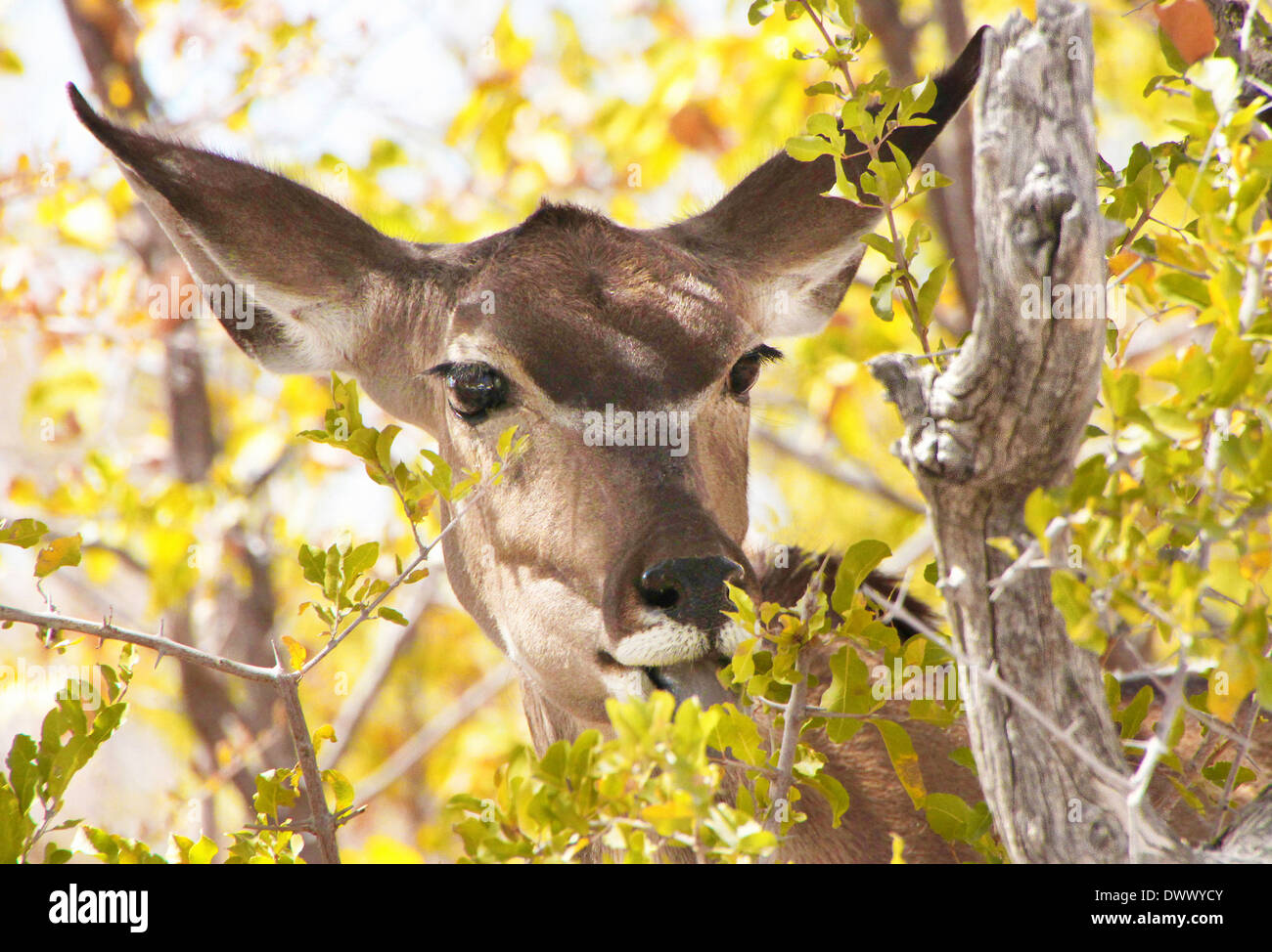 Female Kudu eating leaves in Etosha Stock Photo - Alamy
