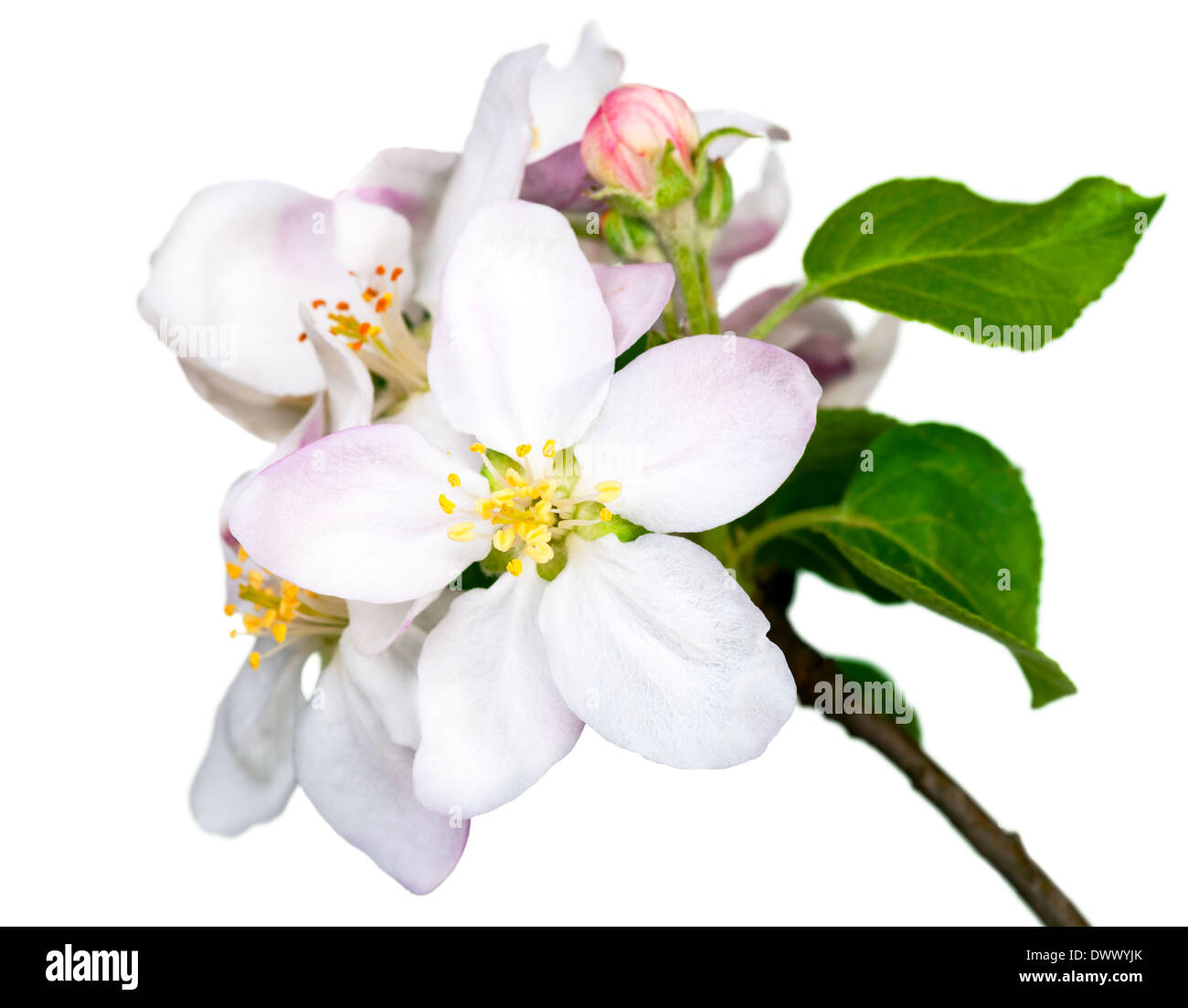 Apple flowers isolated on white background for spring season Stock ...