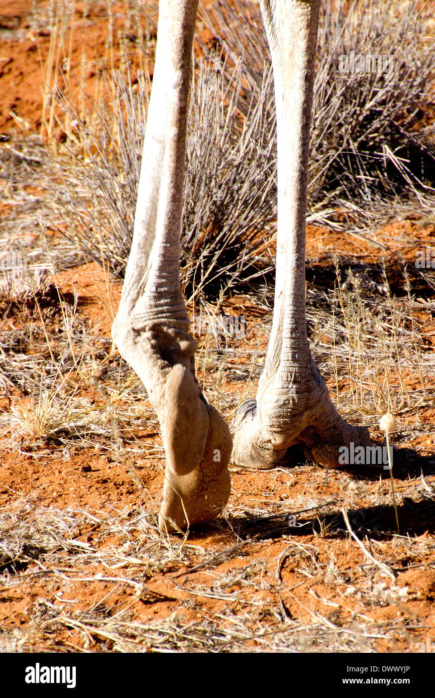 Ostrich Feet High Resolution Stock Photography and Images - Alamy