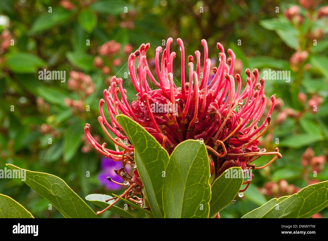 Waratah flower hi-res stock photography and images - Alamy