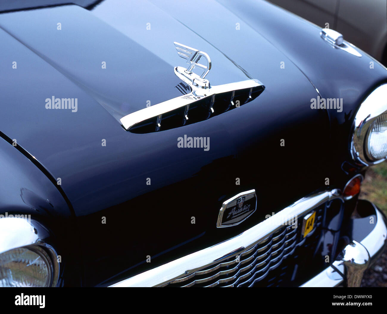 Austin bonnet mascot hi-res stock photography and images - Alamy