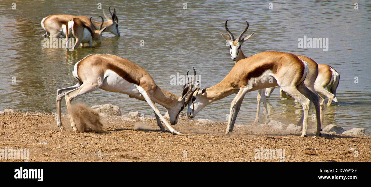 Springbok antelope fighting etosha hi-res stock photography and images ...