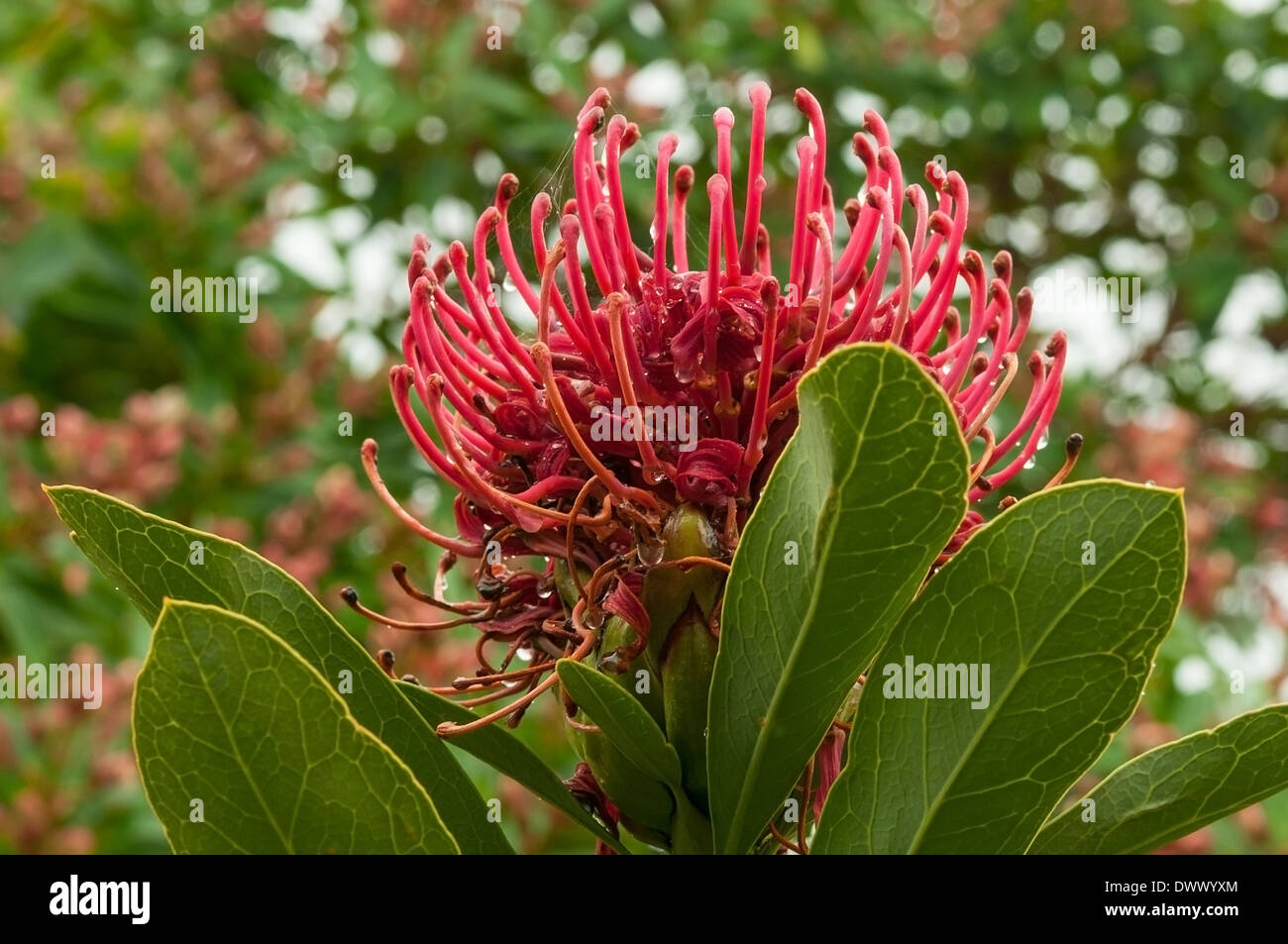 Telopea Speciosissima, Red Waratah Stock Photo - Alamy
