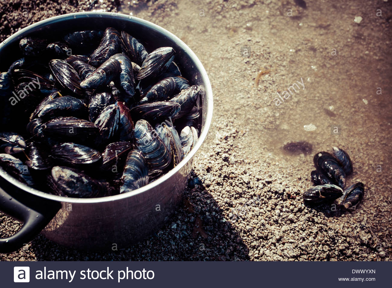 Mussels Beach Stock Photos & Mussels Beach Stock Images - Alamy