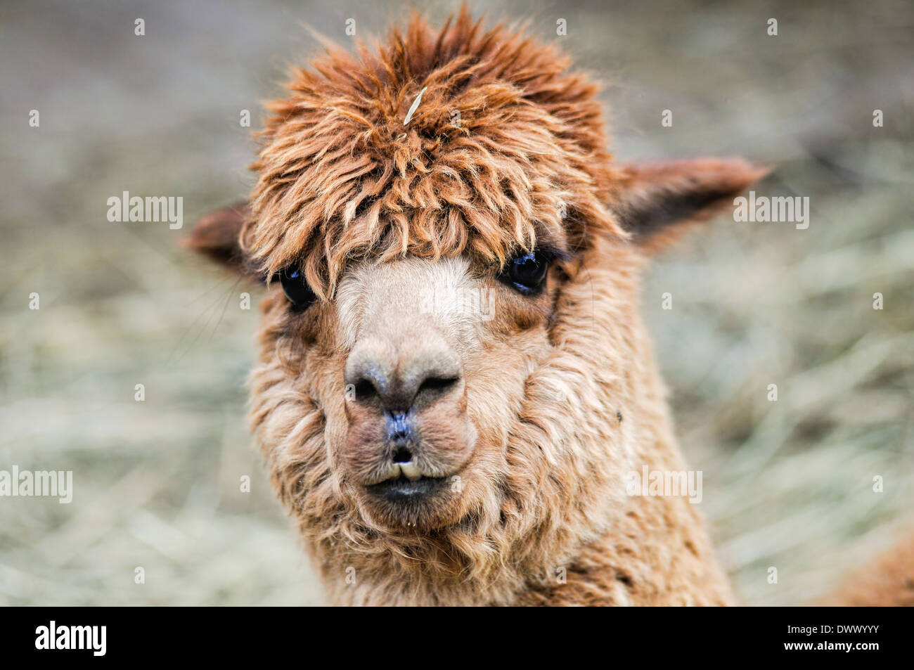 Funny looking brown Alpaca Stock Photo - Alamy