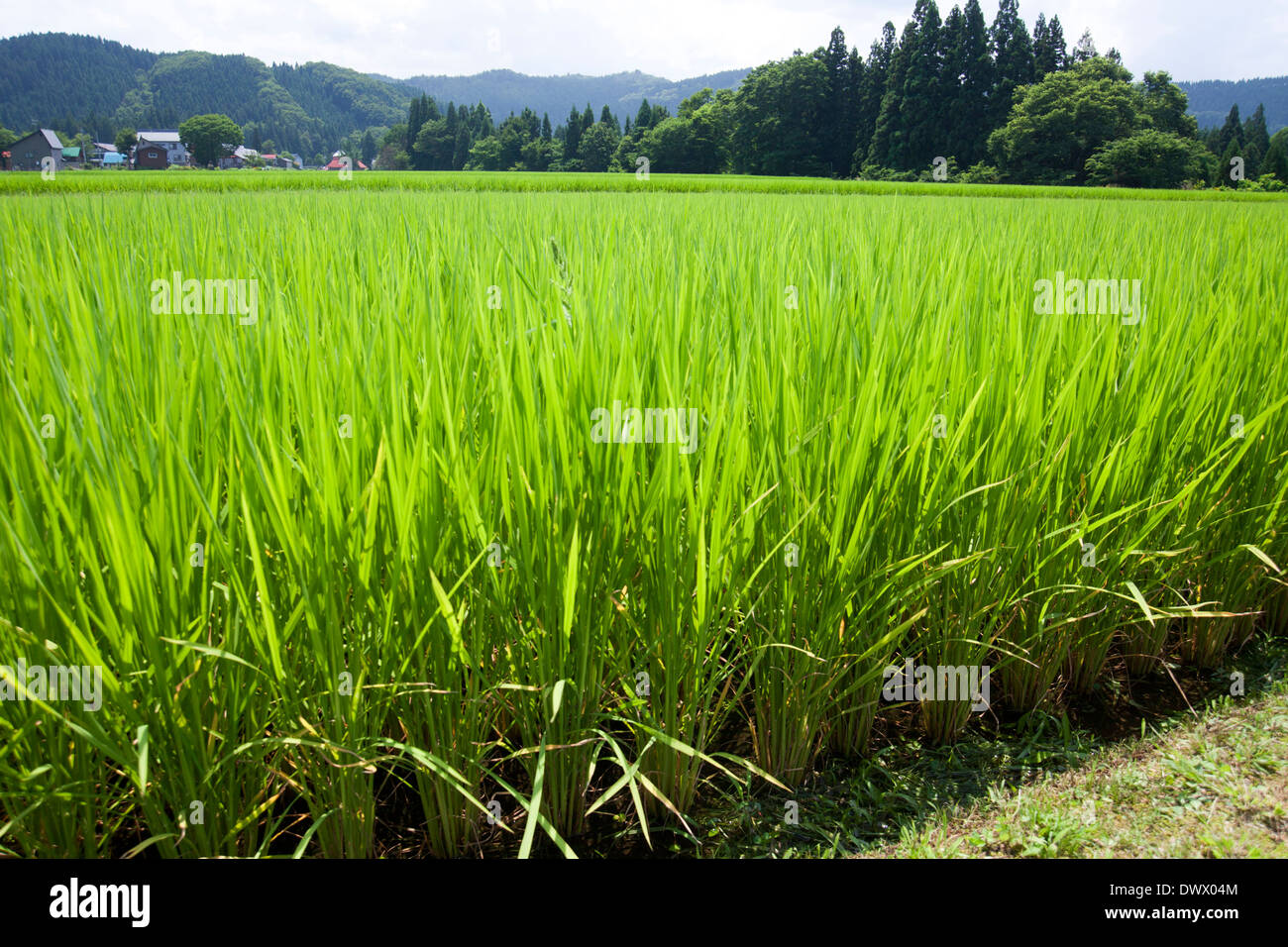 Rice growing in Niigata, Japan Stock Photo - Alamy