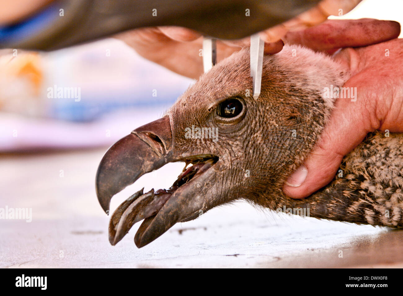 The indignity of measuring a vulture prior to release Stock Photo - Alamy
