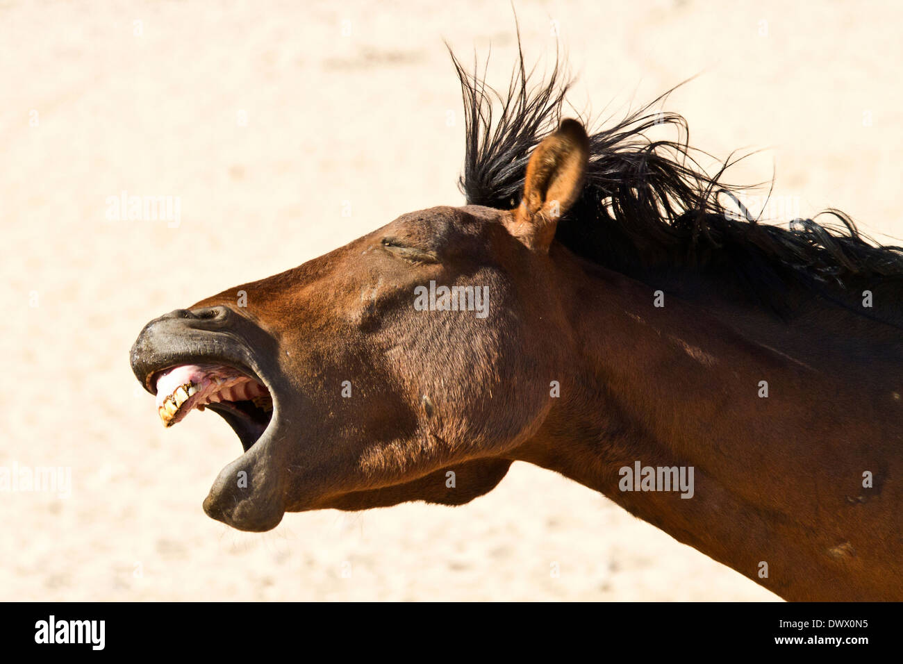 Wild Horse of the Namib Desert scenting the air (flemen Stock Photo - Alamy