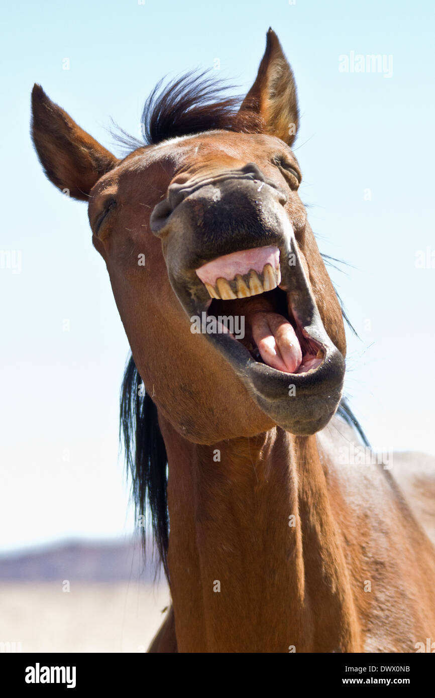 Wild Horse of the Namib Desert scenting the air (flemen Stock Photo - Alamy