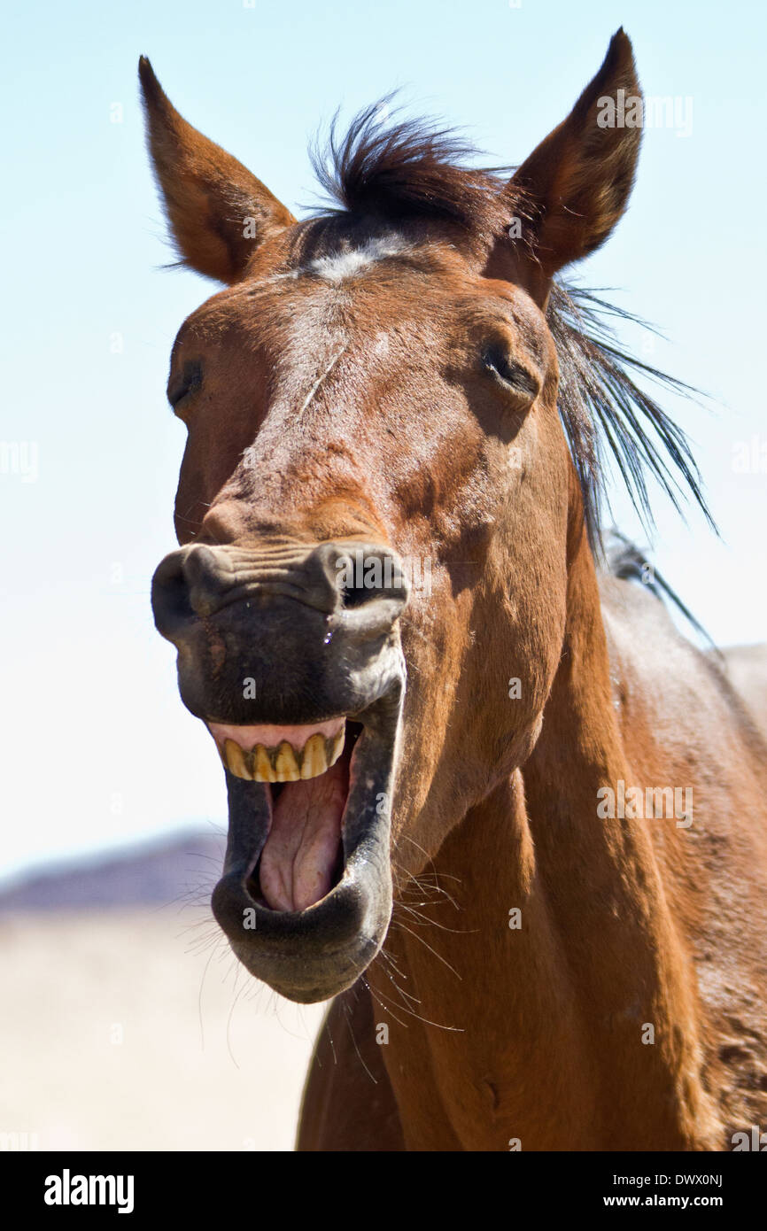 Wild Horse of the Namib Desert scenting the air (flemen Stock Photo - Alamy