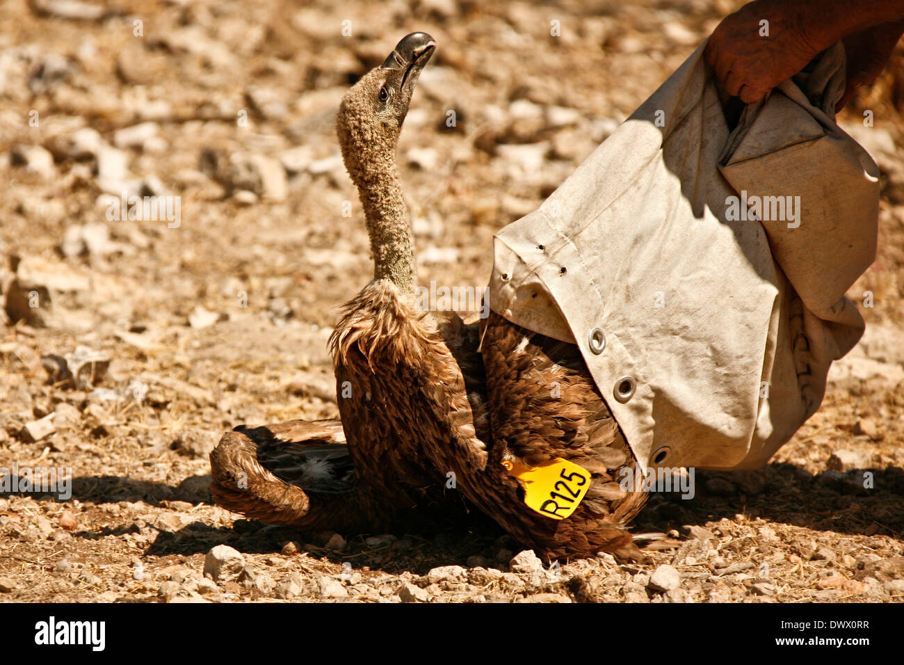Angry bird at Vulture Capture and Release Stock Photo - Alamy