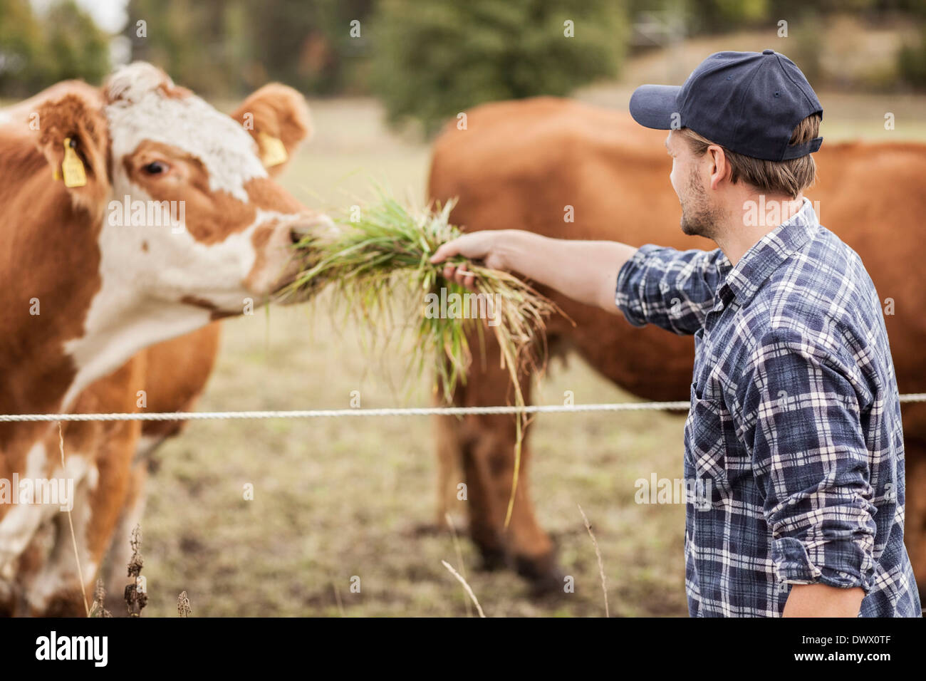Mid adult farmer feeding cow in field Stock Photo - Alamy