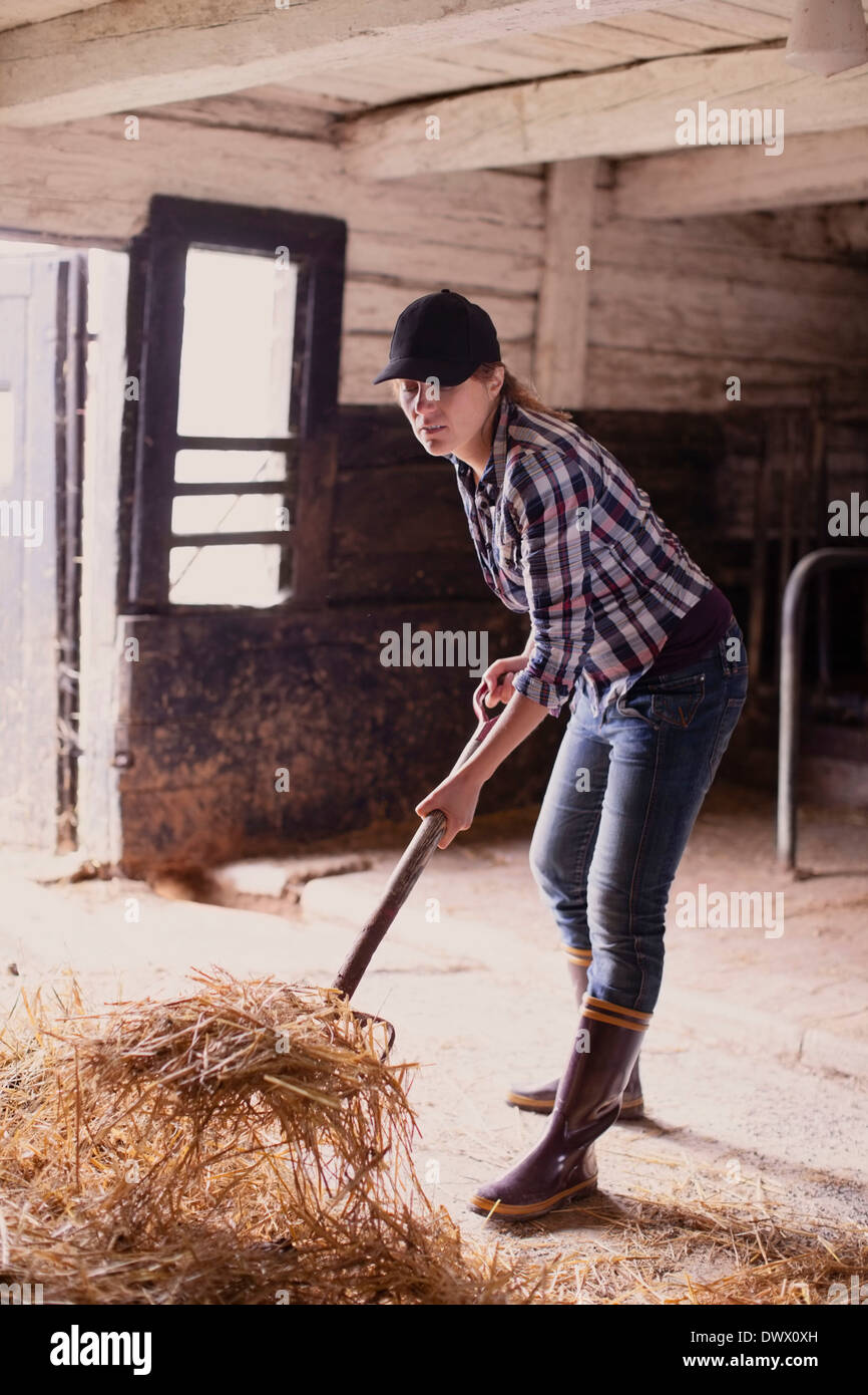 Full length of female farmer shoveling hay in barn Stock Photo - Alamy