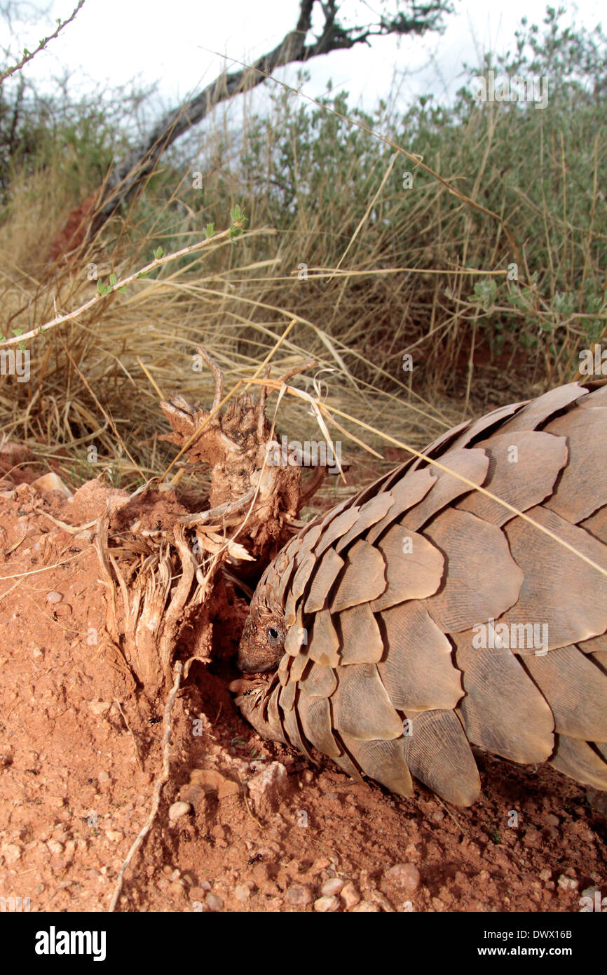 A Cape Pangolin scrabbling in the Namibian bush for ants Stock Photo ...