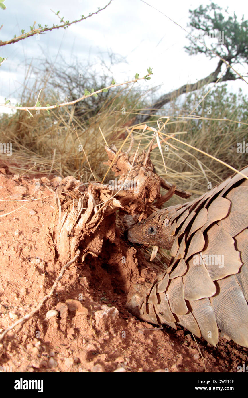 A Cape Pangolin scrabbling in the Namibian bush for ants Stock Photo ...