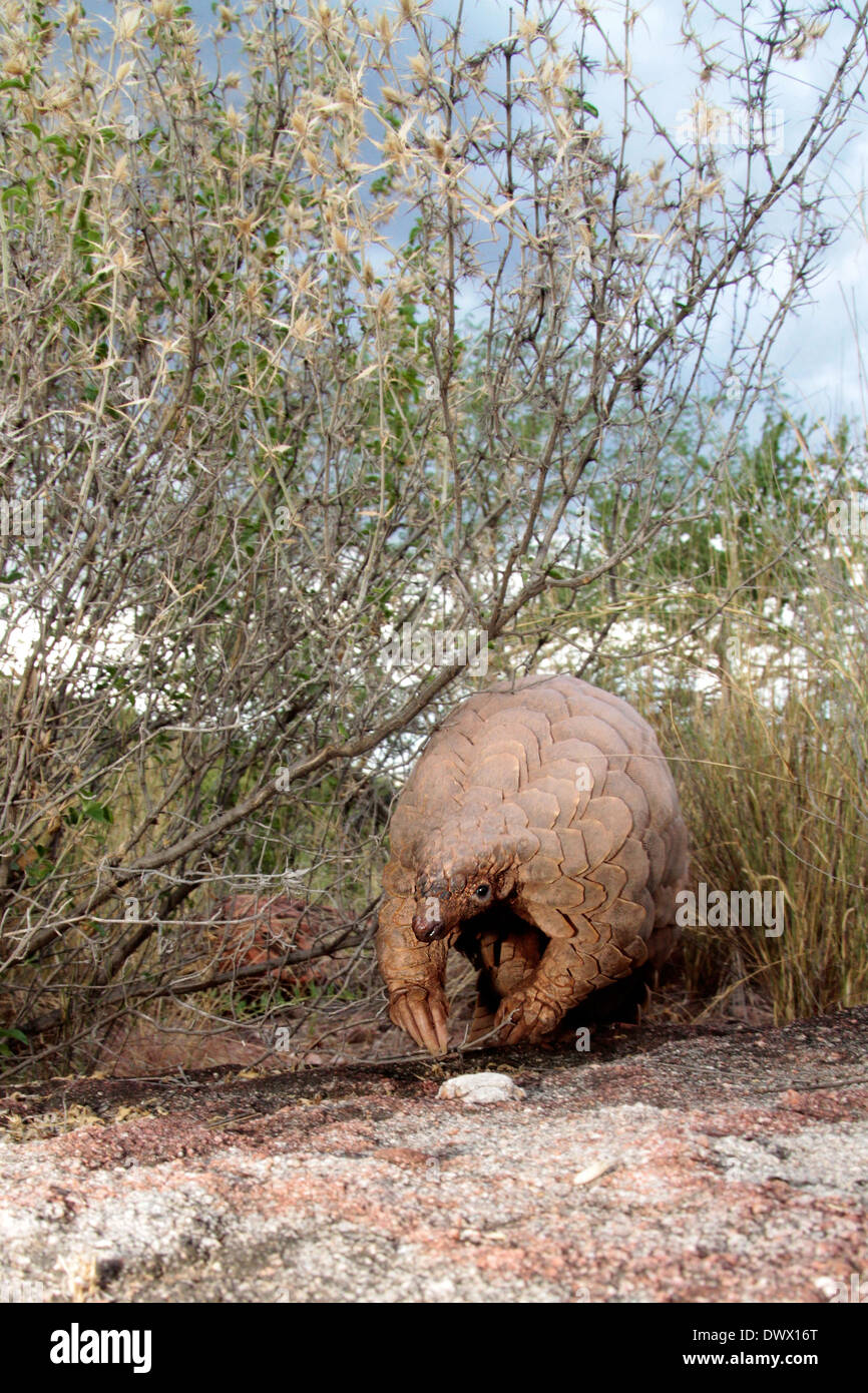 A Cape Pangolin foraging in the Namibian bush for ants Stock Photo - Alamy