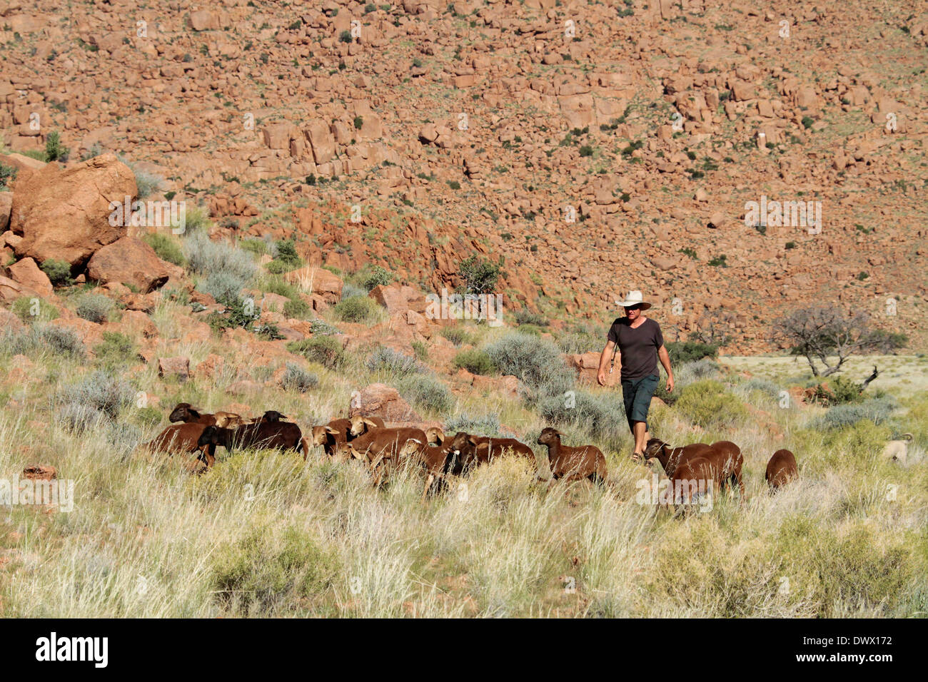 A namibian shepherd walks home with his sheep en the evening to the ...