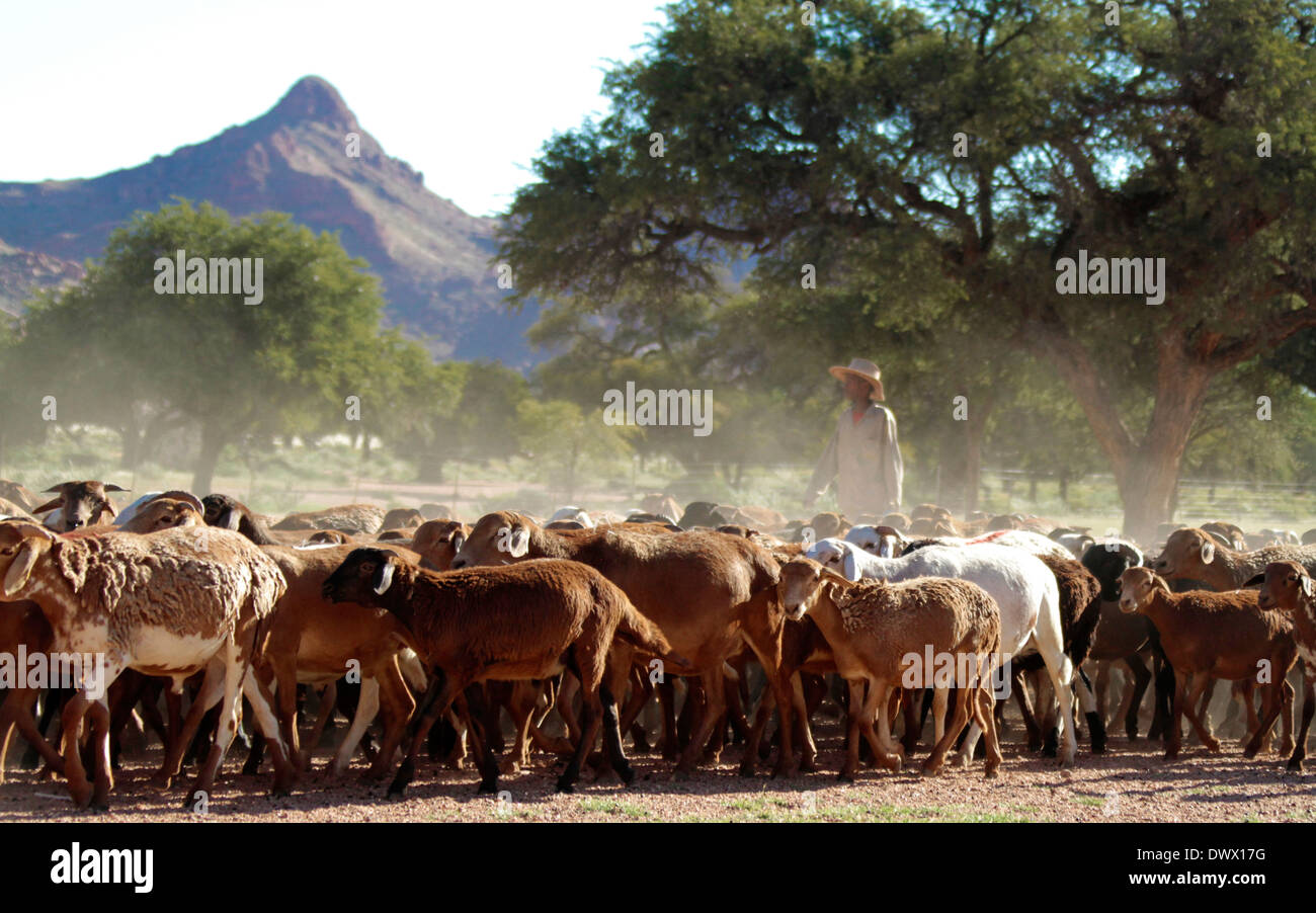 A namibian shepherd walks home with his sheep en the evening to the ...