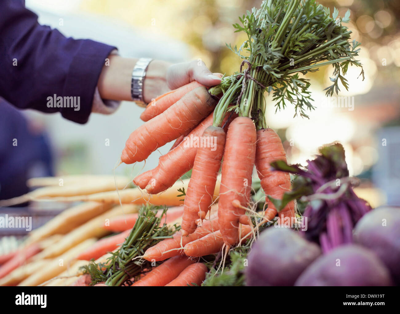 Human Hands Holding Carrots Stock Photos & Human Hands Holding Carrots ...