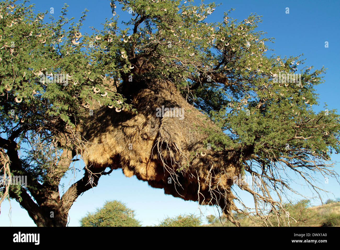 Sociable Weaver Nest in Kalahari Stock Photo - Alamy
