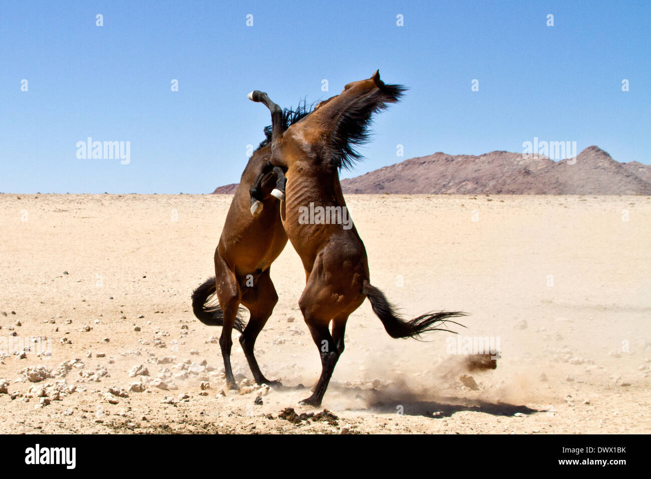 Wild Horses fighting in the Namib Desert Stock Photo - Alamy