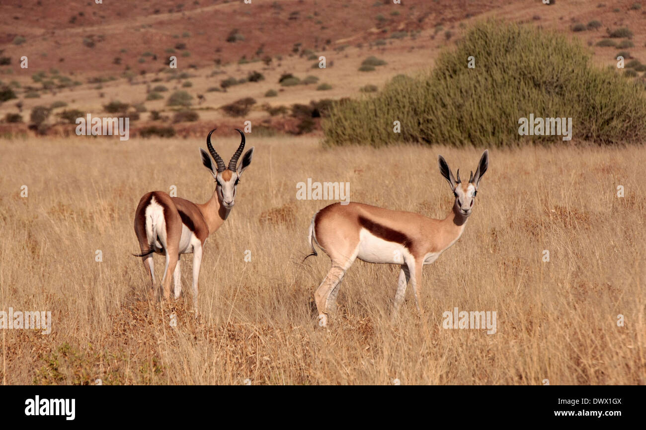 Two springbok out on the savanna in Damaraland, Namibia Stock Photo - Alamy