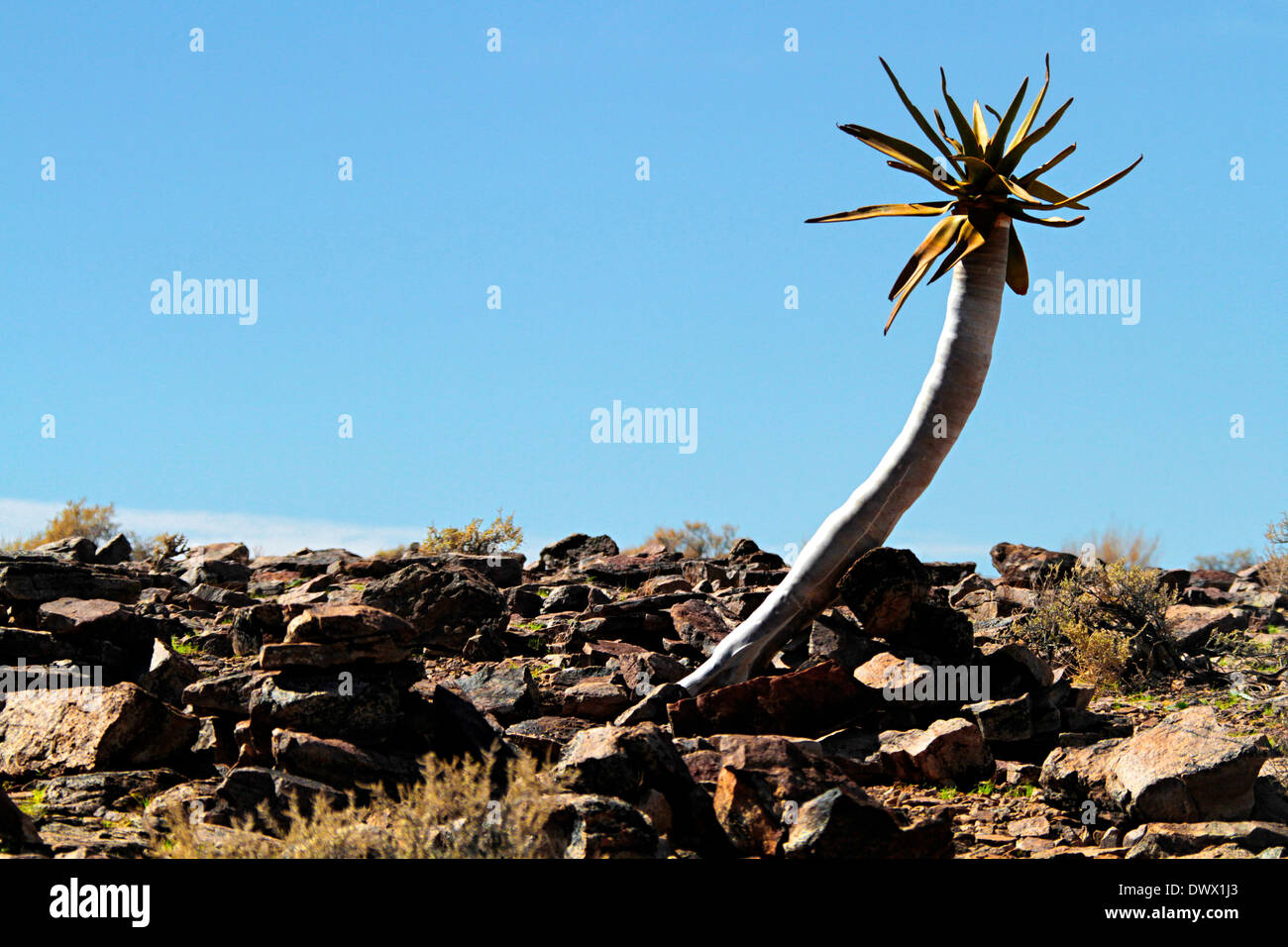 Aloe Ferox growing in the Fish River canyon in Namibia Stock Photo - Alamy