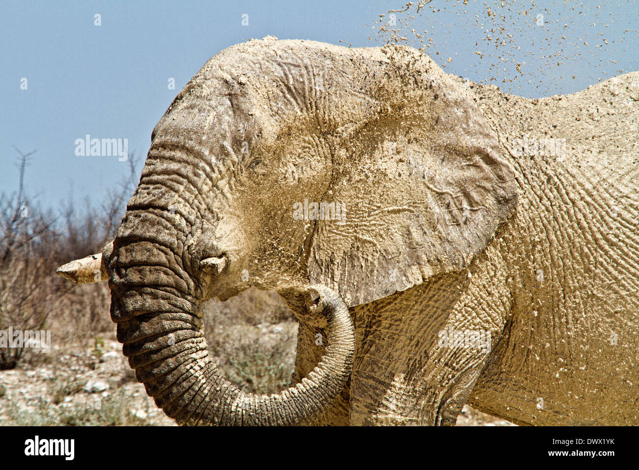 An elephant taking a mud bath in Etosha Stock Photo - Alamy