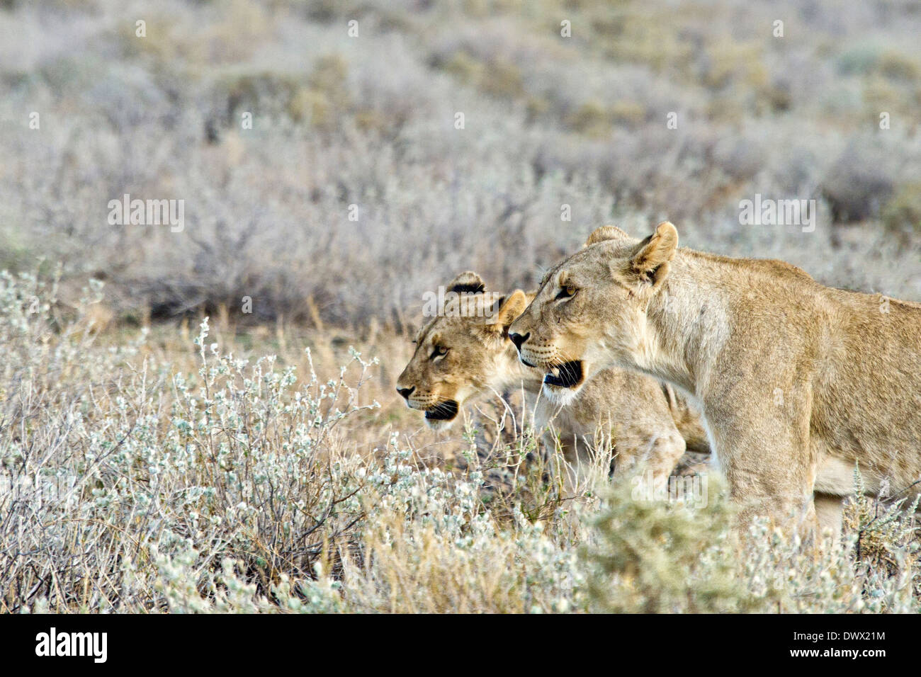 Lion on the hunt hi-res stock photography and images - Alamy