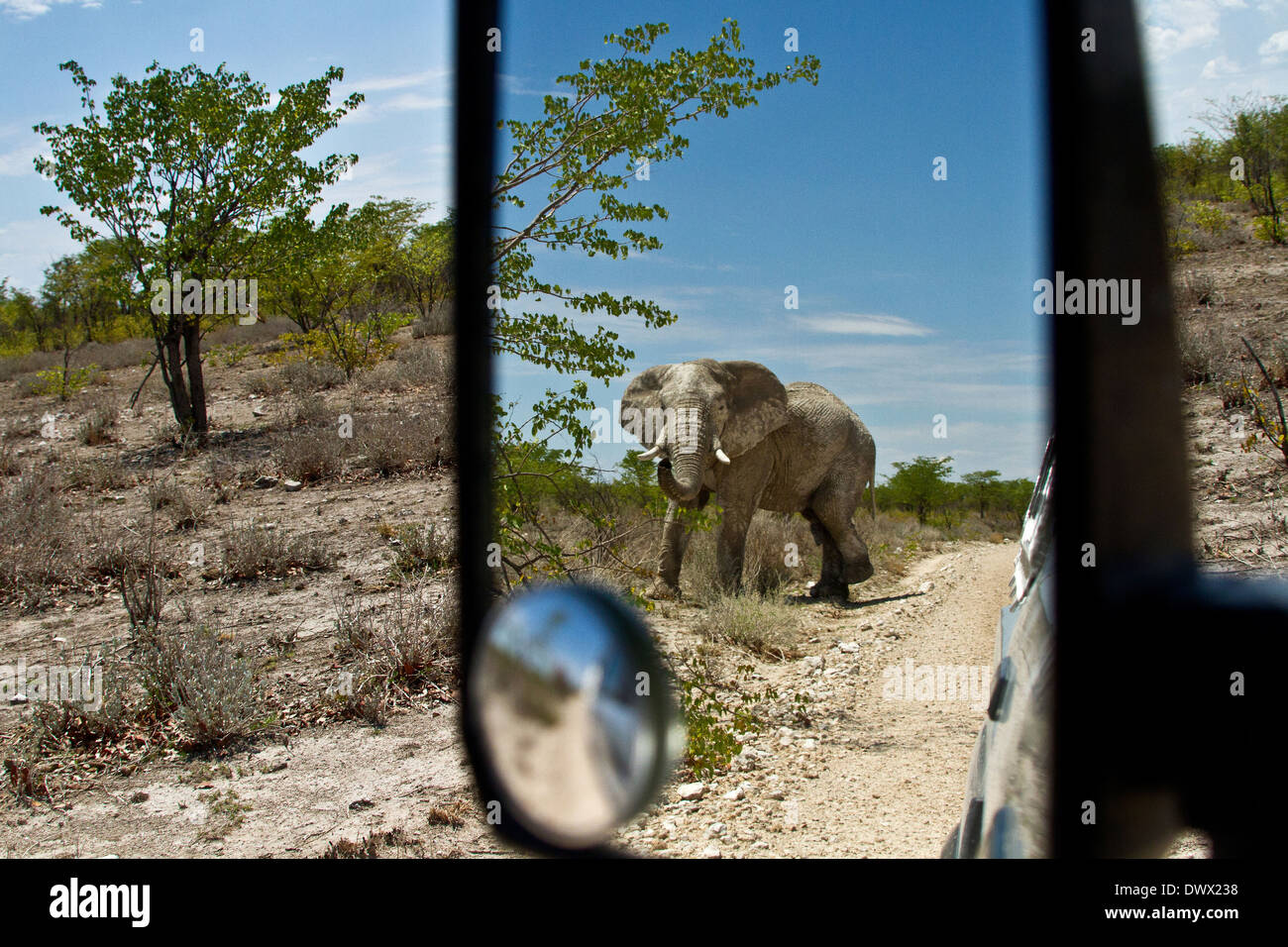 Elephant in the Rear View Mirror show an interest Stock Photo - Alamy