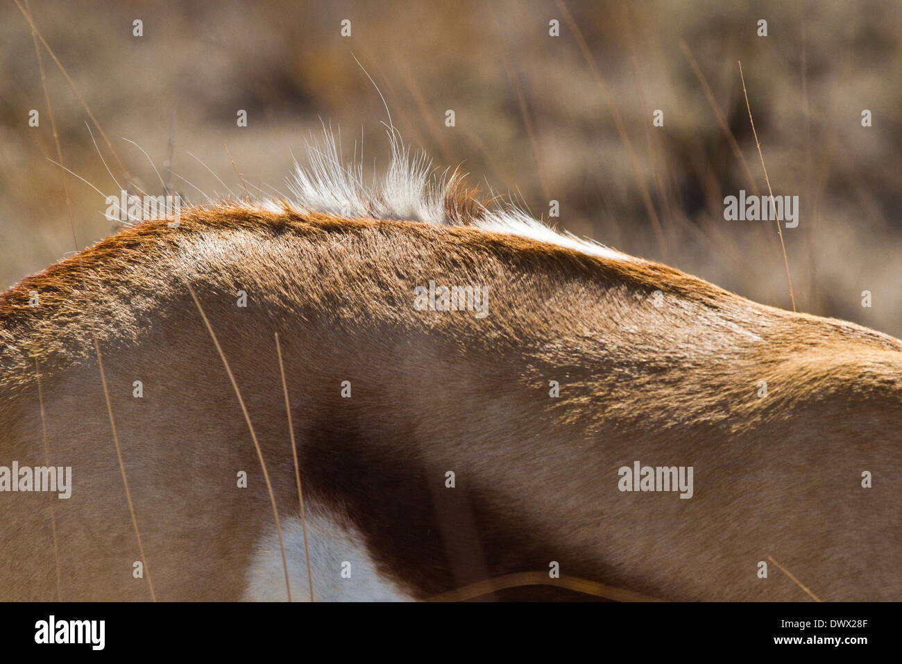 The white hairs on the spine of the springbok stand up when cold, wet ...
